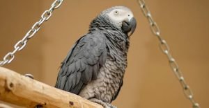 How Smart Are Parrots? Unveiling Their Cognitive Abilities - The Worlds ...