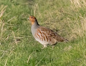 The 48 Birds of Gray: A Photographic Showcase of Their Beauty and Charm ...