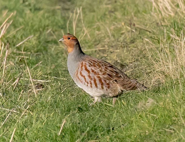 The 48 Birds of Gray: A Photographic Showcase of Their Beauty and Charm ...