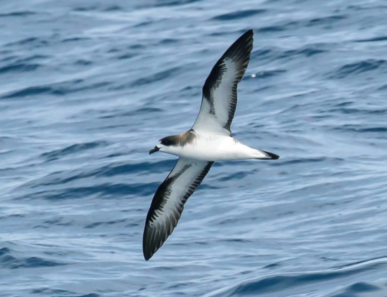 12 Birds In Maui That Will Amaze You with Their Colors, Songs and ...