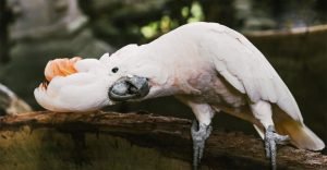 Why Do Cockatoos Dance? Does It Mean They Are Excited? - The Worlds ...
