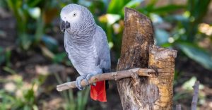 How Smart Are Parrots? Unveiling Their Cognitive Abilities - The Worlds ...