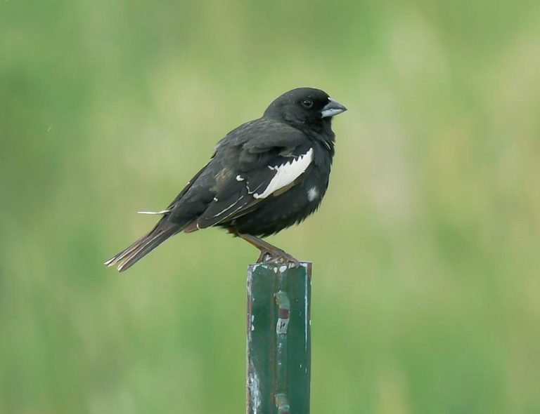 A Birdwatcher's Guide to 51 Colorado Birds: Where to Find Them and What ...