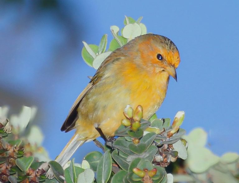 12 Birds In Maui That Will Amaze You with Their Colors, Songs and ...