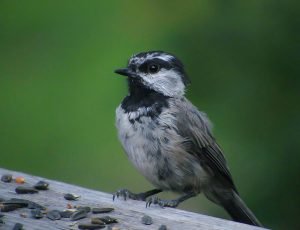 Understanding the Behaviors and Diversity of 49 Birds in Idaho - The ...