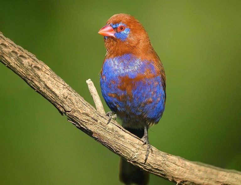 The Mystery of the 16 Violet Birds: A Rare Phenomenon or a New Species ...