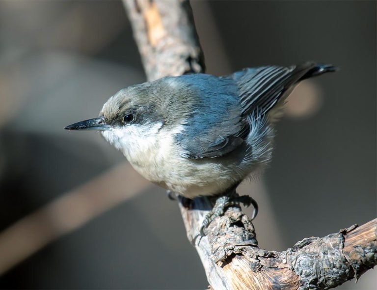 30 Nuthatches You Need to See Before You Die: A Bucket List for Bird ...