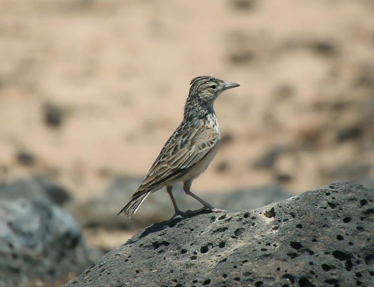 The Natural History of Cape Verde's 45 Birds: Habitats, Behaviors, and ...