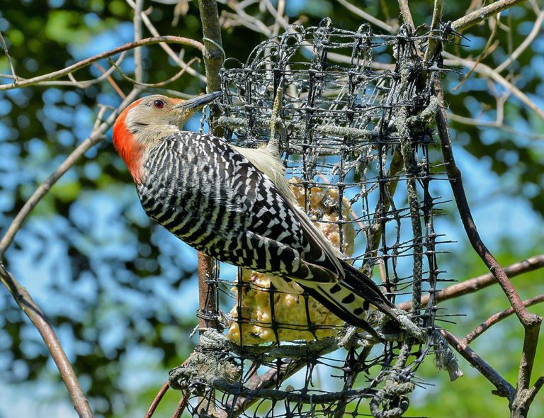 49 Birds of New Hampshire: A Photographic Journey - The Worlds Rarest Birds