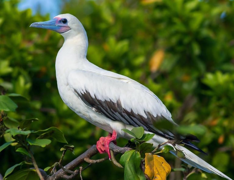 Thirteen White Birds Embellishing the Natural Tapestry of Oahu's ...