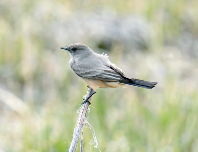 The 48 Birds of Gray: A Photographic Showcase of Their Beauty and Charm ...