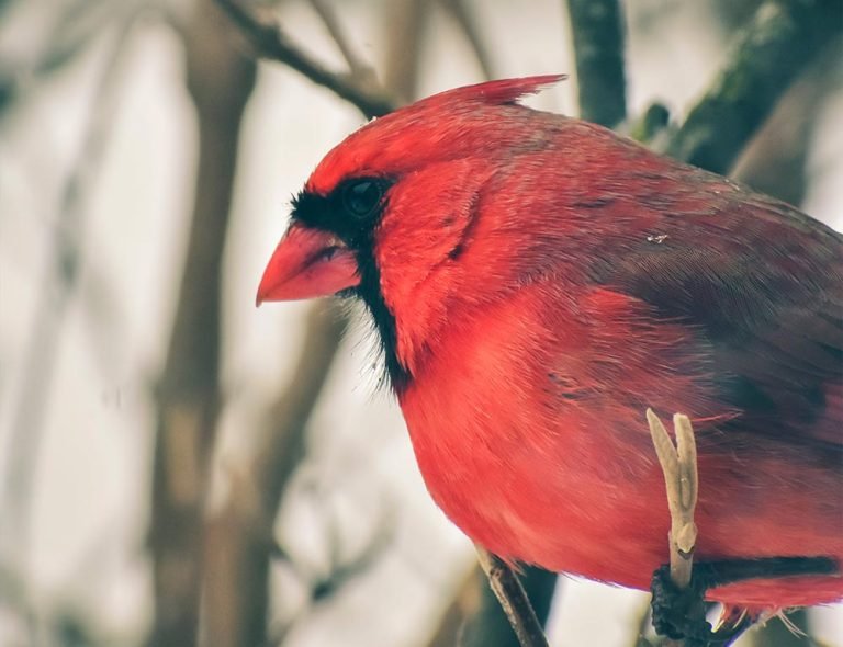 49 Georgia Birds and Their Fascinating Facts, Behaviors and Habitats ...