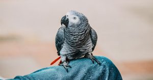 How Smart Are Parrots? Unveiling Their Cognitive Abilities - The Worlds ...