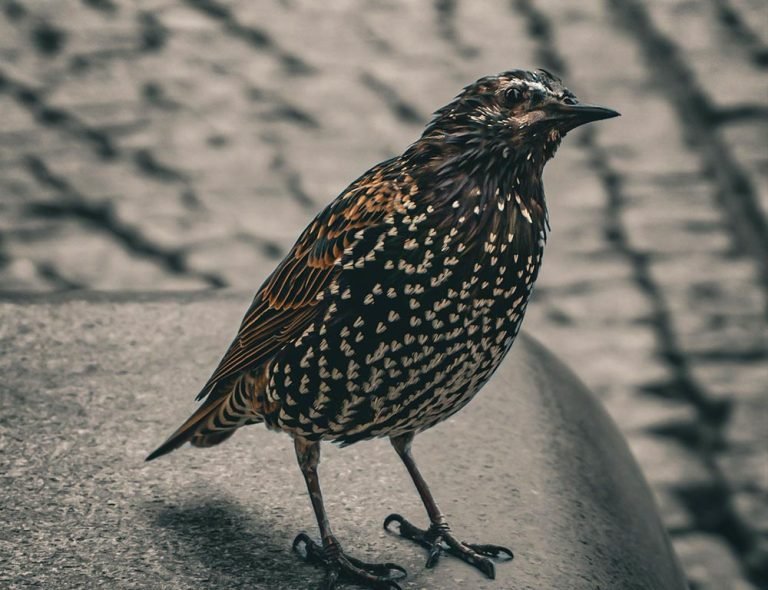 Nature's Pocket-Sized Wonders: 20 Small Birds in the UK - The Worlds ...