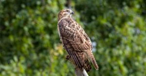 Why Are Hawks Federally Protected? - Preserving Biodiversity - The ...