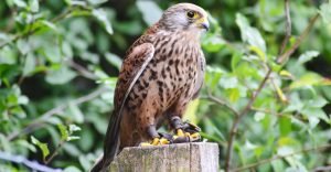 How Long Do Hawks Live: A Fascinating Insight into Their Lifespan - The ...