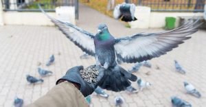 How To Get A Pigeon To Trust You? Establishing A Bond With Pigeons ...