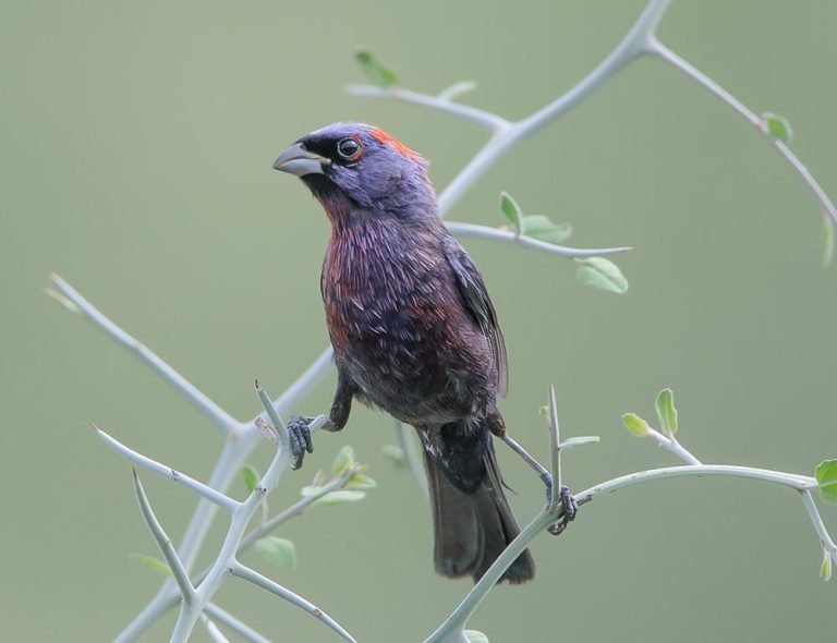 The Mystery of the 16 Violet Birds: A Rare Phenomenon or a New Species ...