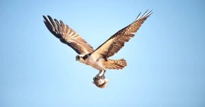 How Good Is a Hawks Vision? Sharp Sight In The Sky - The Worlds Rarest ...