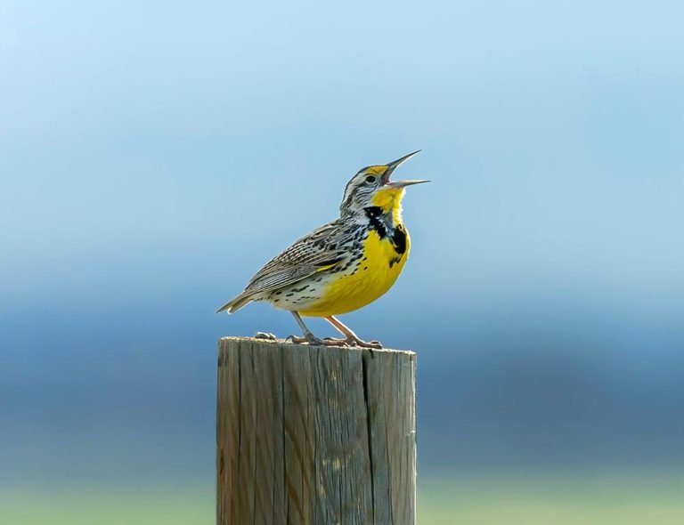 A Birdwatcher's Guide to 51 Colorado Birds: Where to Find Them and What ...