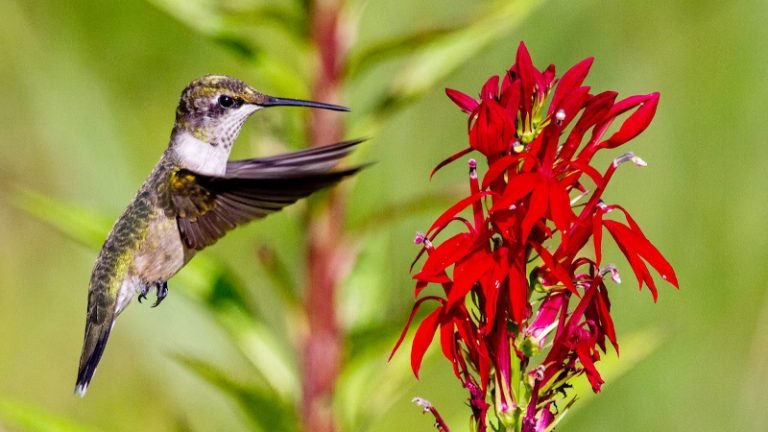 Are Hummingbirds Color Blind? Understanding Their Vision - The Worlds ...