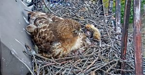 Red-Tailed Hawks Nesting: A Majestic Display of Avian Parenthood - The ...