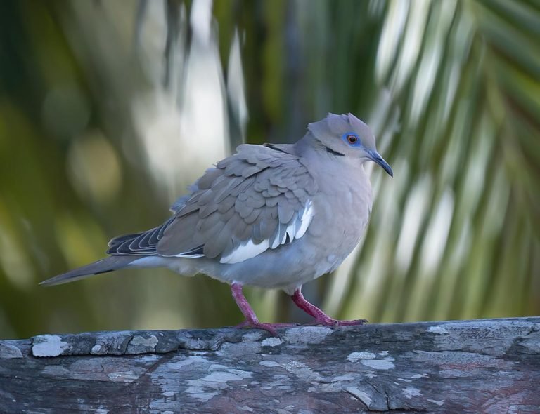 The 48 Birds of Gray: A Photographic Showcase of Their Beauty and Charm ...