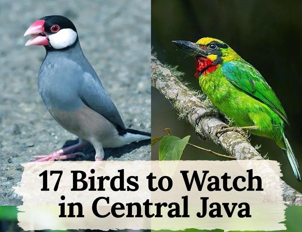 The Top 17 Birds to Watch in Central Java: Where, When and How to Find ...