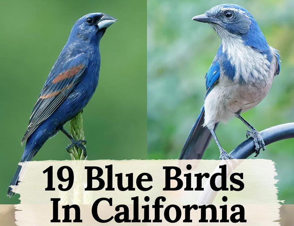 The Beauty and Mystery of Blue Birds: 19 Species to Watch in California ...