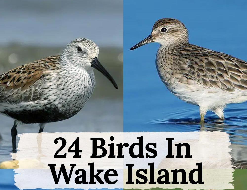 Wake Island's Avian Treasures: 24 Birds That Will Amaze You - The ...