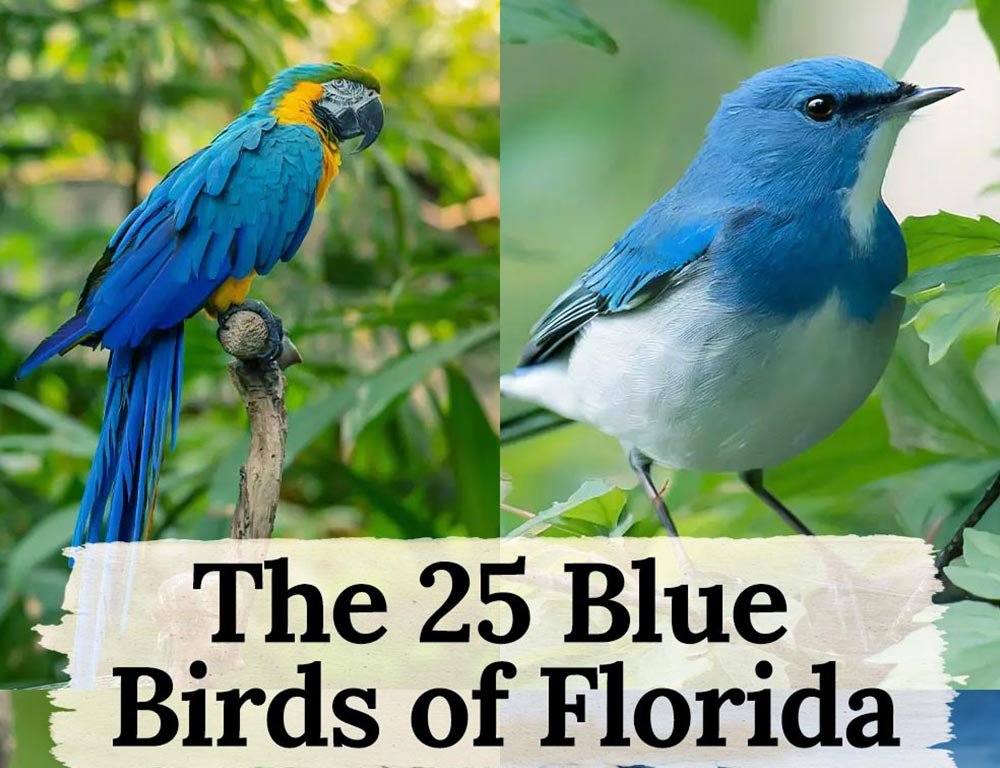 The 25 Blue Birds of Florida: A Visual Guide with Stunning Photos and ...