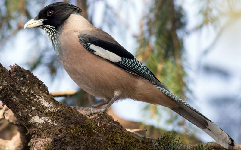 23 Birds Watch in Zabul - The Worlds Rarest Birds
