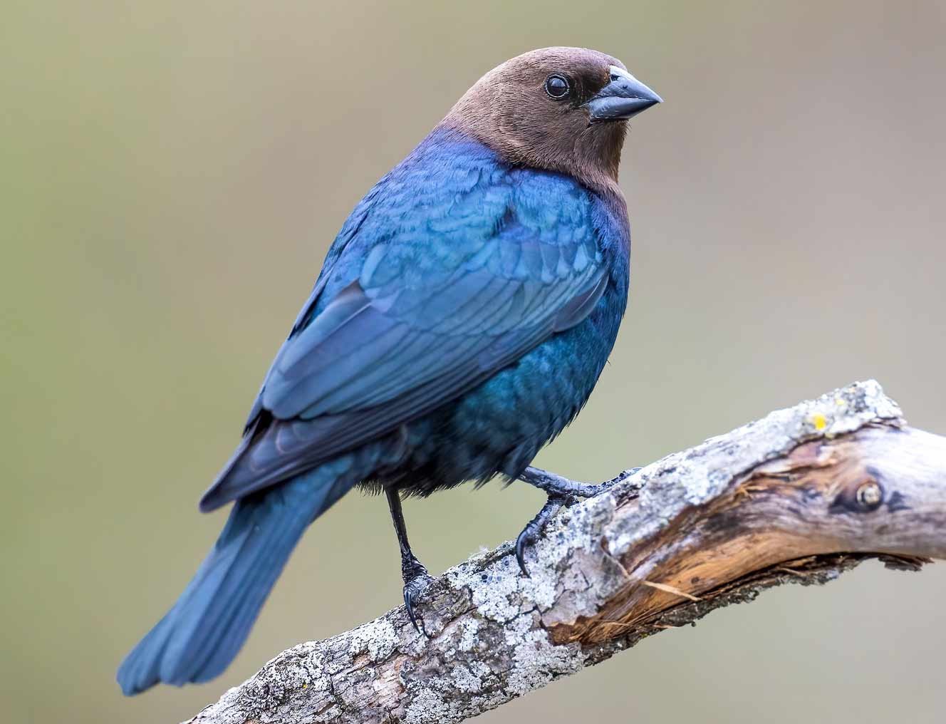 16 Small Blue Birds to Watch in Ontario - The Worlds Rarest Birds