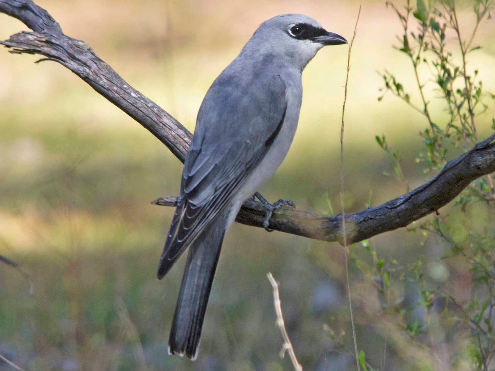 51 Most Common Taiwan Birds - The Worlds Rarest Birds
