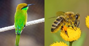 How Do I Explain the Birds and Bees: A Guide to Explaining the Facts of ...