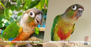 Green Cheeked Conure Male Vs Female: How to Tell the Difference? - The Worlds Rarest Birds