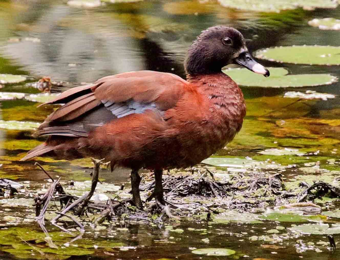16 Birds to Watch in Imo State - The Worlds Rarest Birds