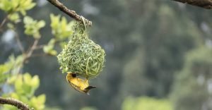 The Fascinating Habit: Why Do Birds Make Their Nests on Trees? - The ...
