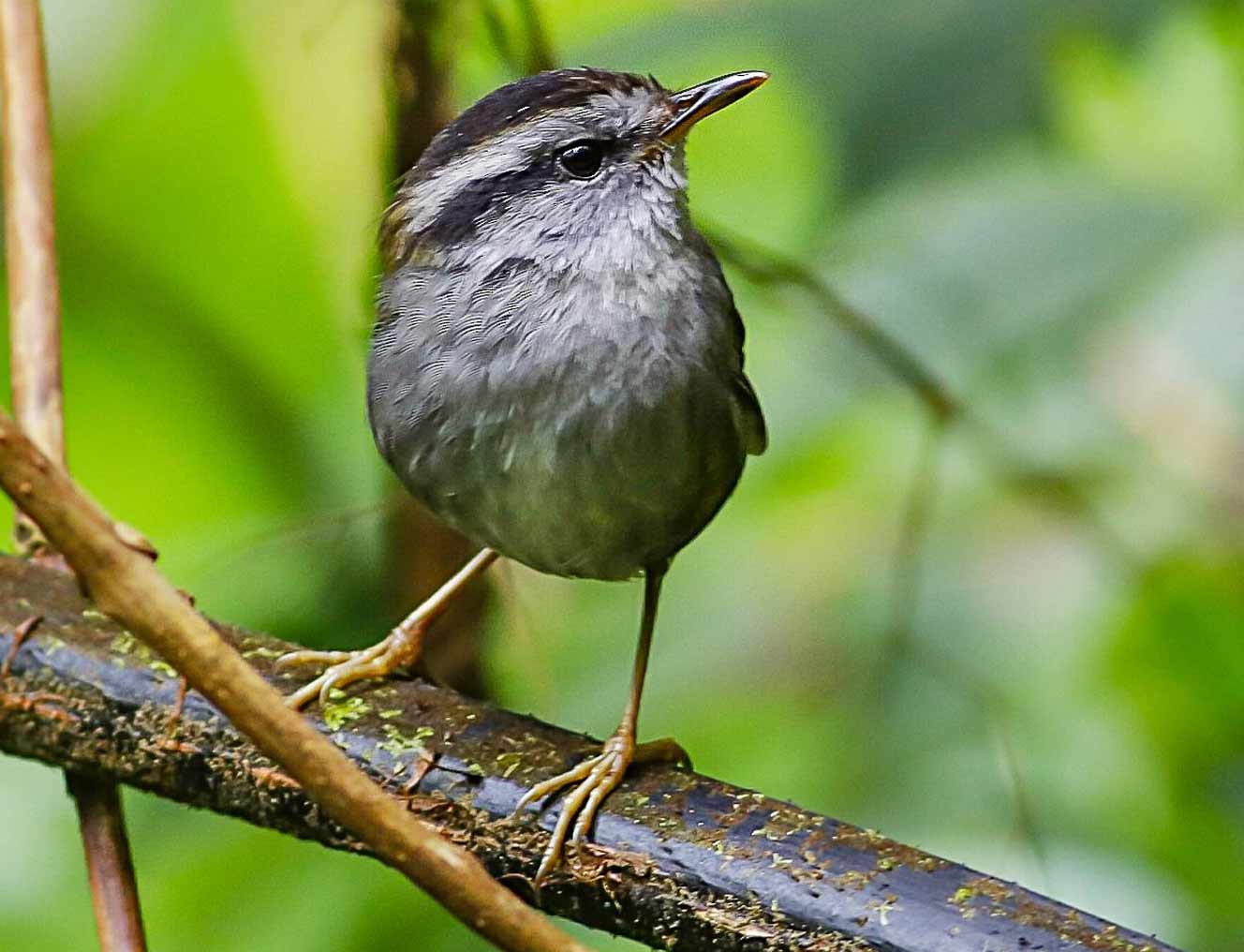 37 Java Birds You Should Know - The Worlds Rarest Birds