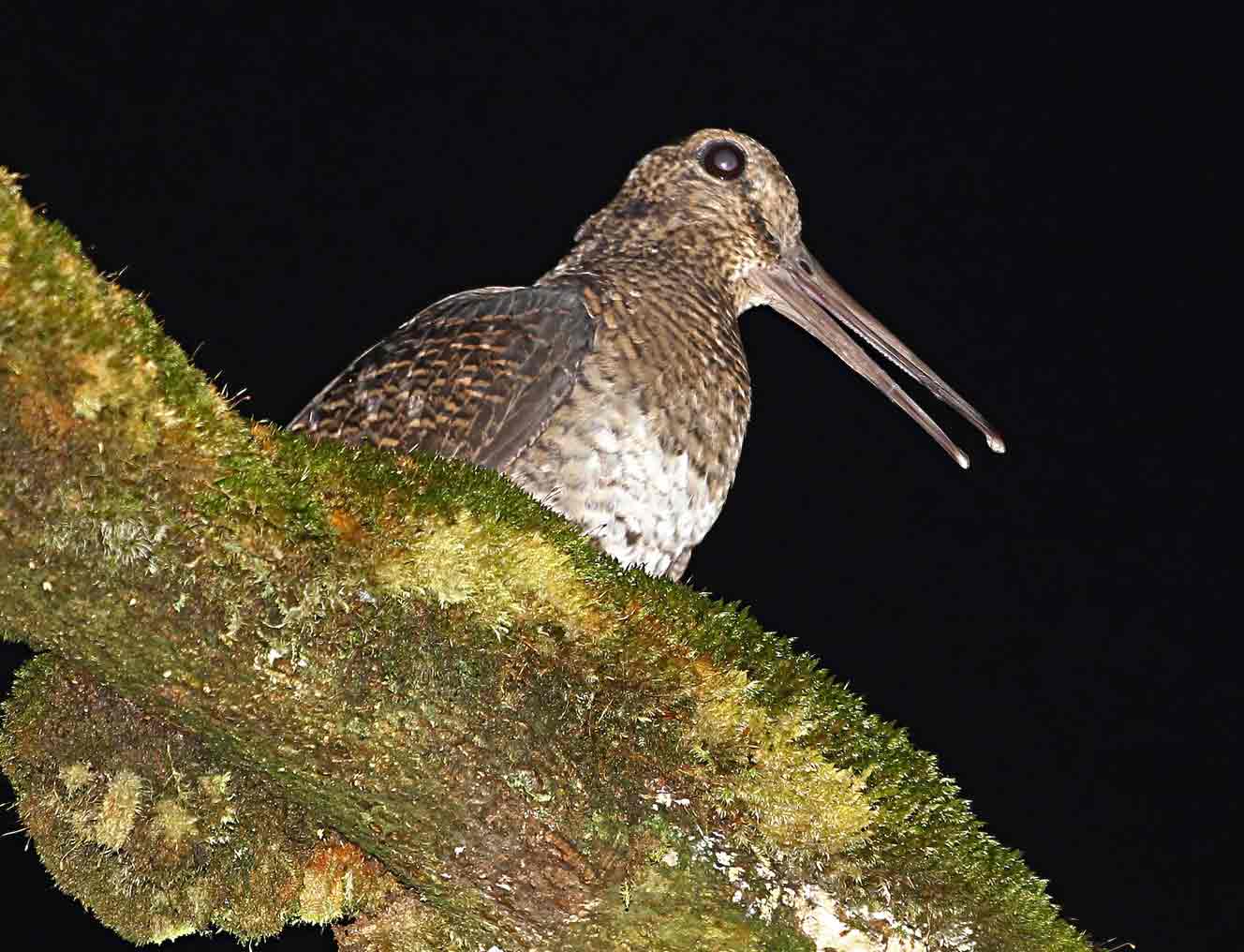 37 Java Birds You Should Know - The Worlds Rarest Birds