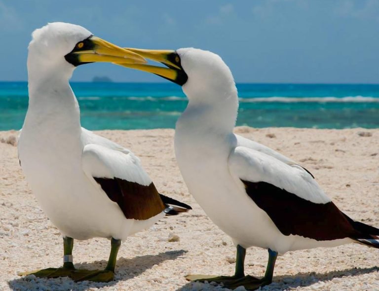 11 White Birds with Long Beaks of North America - The Worlds Rarest Birds