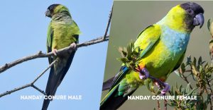 How to Differentiate Male and Female Nanday Conure? - The Worlds Rarest Birds