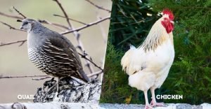 Quail vs Chicken: Nutrition, Taste, and Cooking Differences - The ...