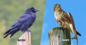 Raven vs. Hawk: Who Would Win In A Fight? - The Worlds Rarest Birds