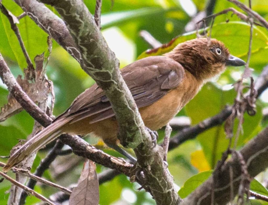 20 Birds to Watch in Papua - The Worlds Rarest Birds