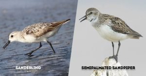 Sanderling Vs Semipalmated Sandpiper (Comparison) - The Worlds Rarest Birds