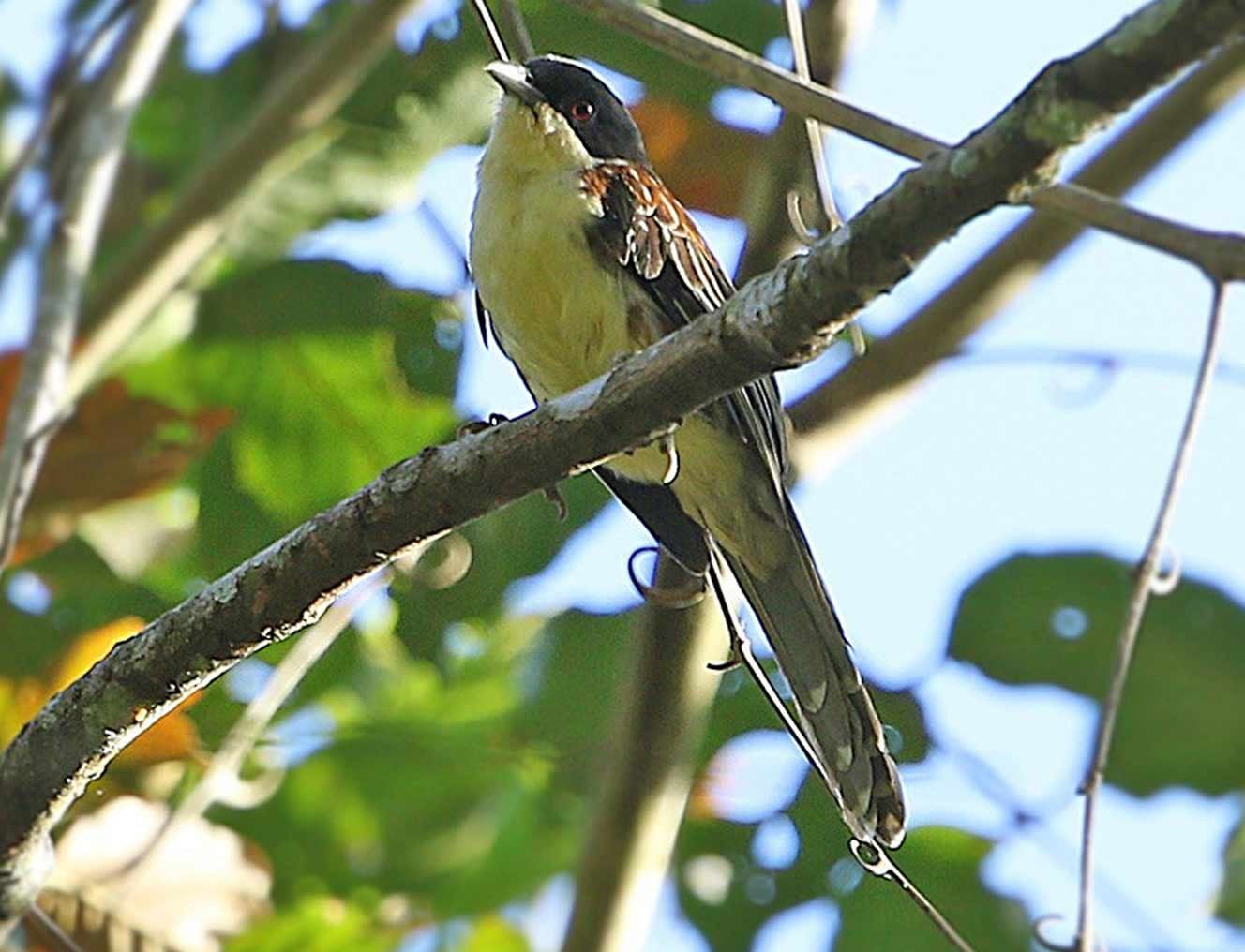 8 Birds to Watch in West Java - The Worlds Rarest Birds