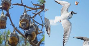Flight Of Curiosity: Is The Bat An Animal Or A Bird? - The Worlds ...