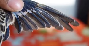 How to Safely Clip Your Bird's Wings: Ensuring Their Safety and Freedom ...