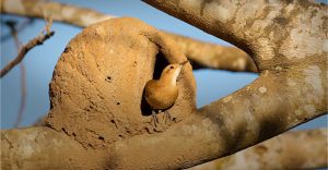 Feathered Architects: How Do Birds Build Nests? - The Worlds Rarest Birds